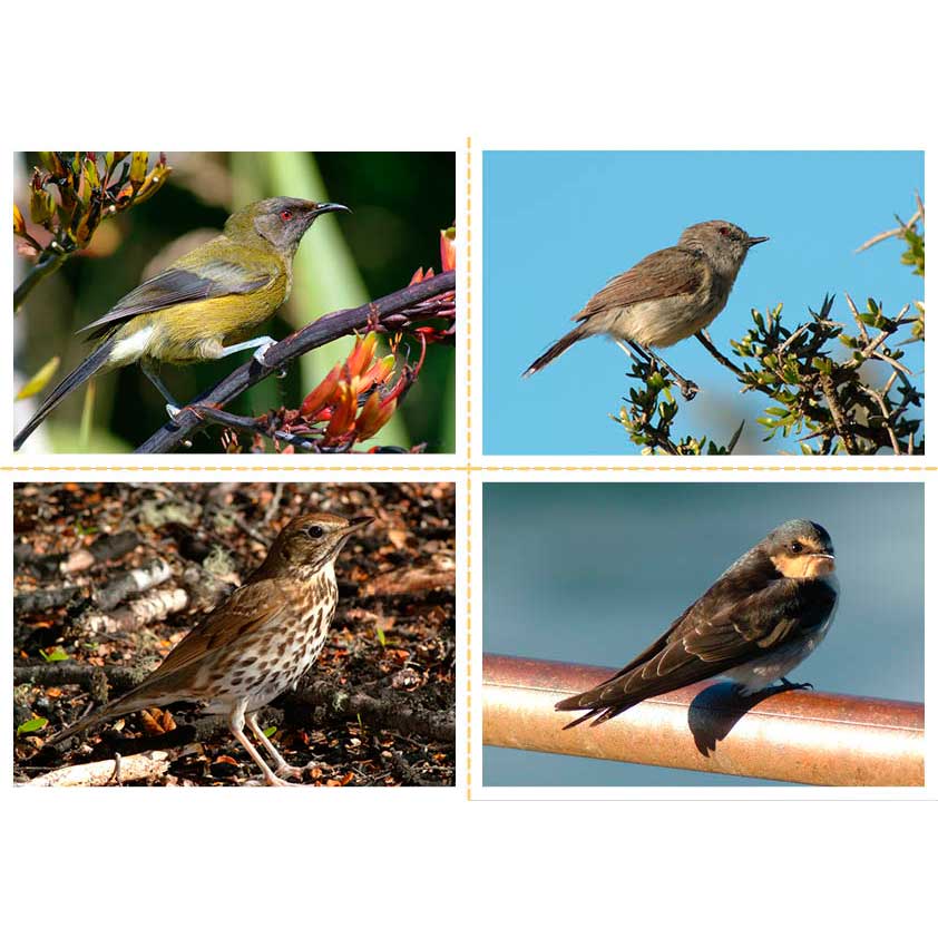 NZ Birds (pdf download) – Science Resource Box