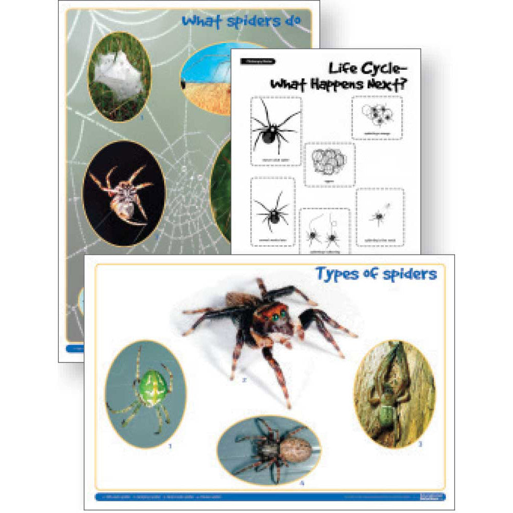 Spiders – Science Resource Box