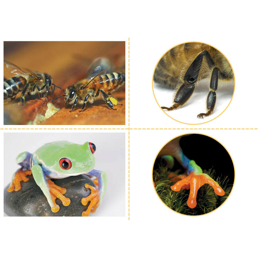 Whose Feet? – Science Resource Box