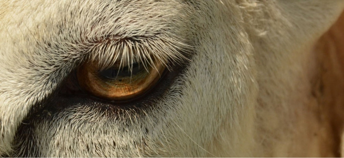 Mammal eye dissection guide – Science Resource Box