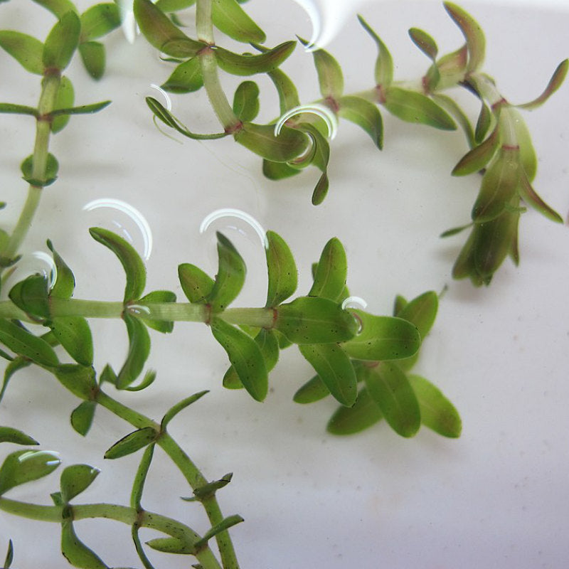 Elodea Plant