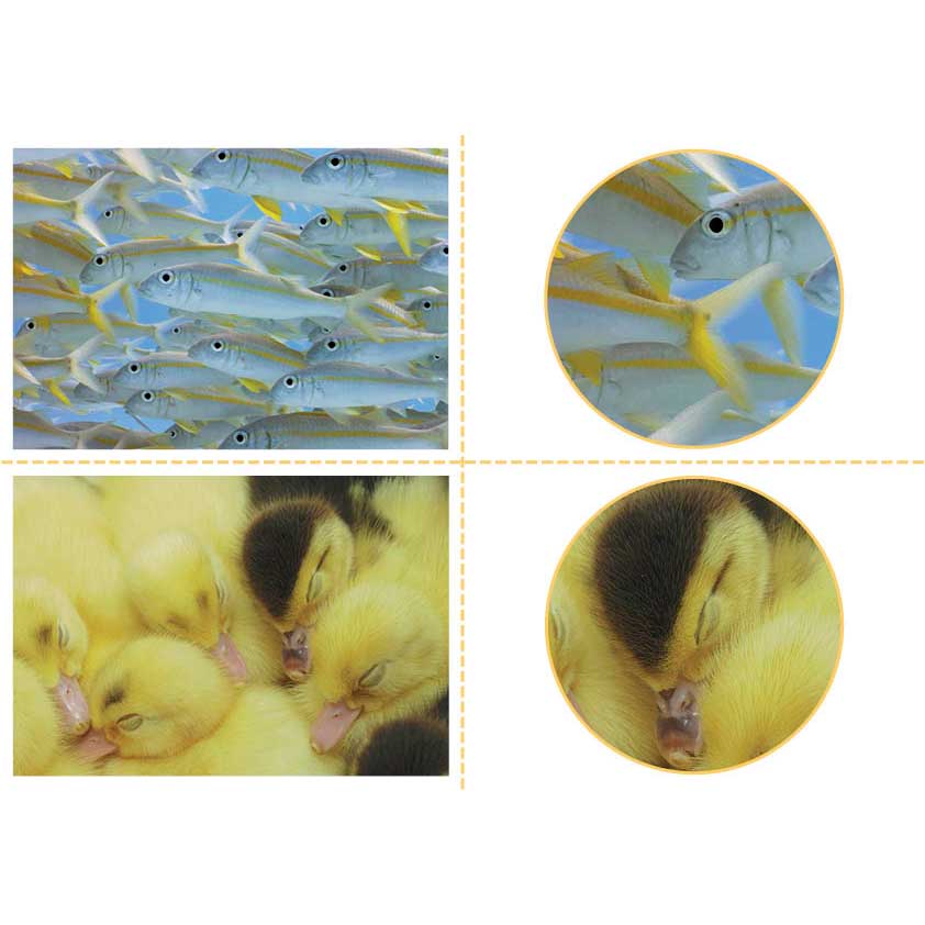 Animal Action 1 – Science Resource Box