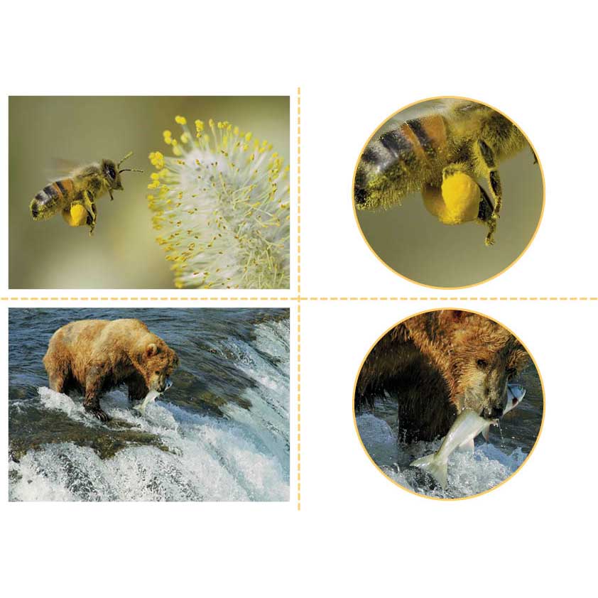 Animal Action 2 – Science Resource Box