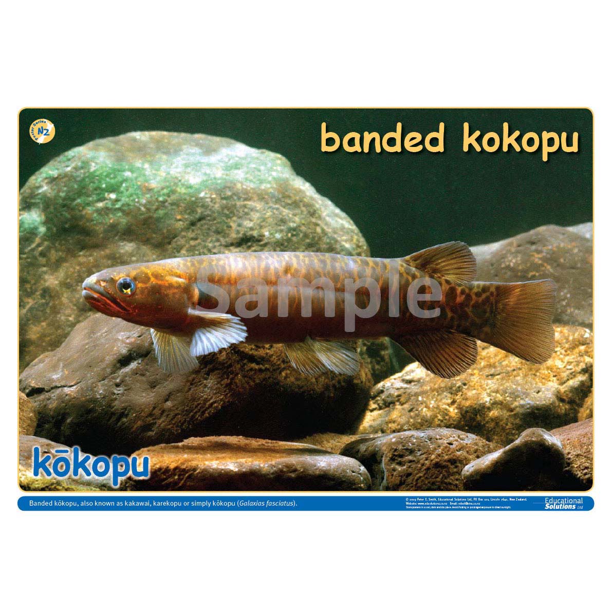 NZ Native Freshwater Fish 1 DIGITAL FILE – Science Resource Box