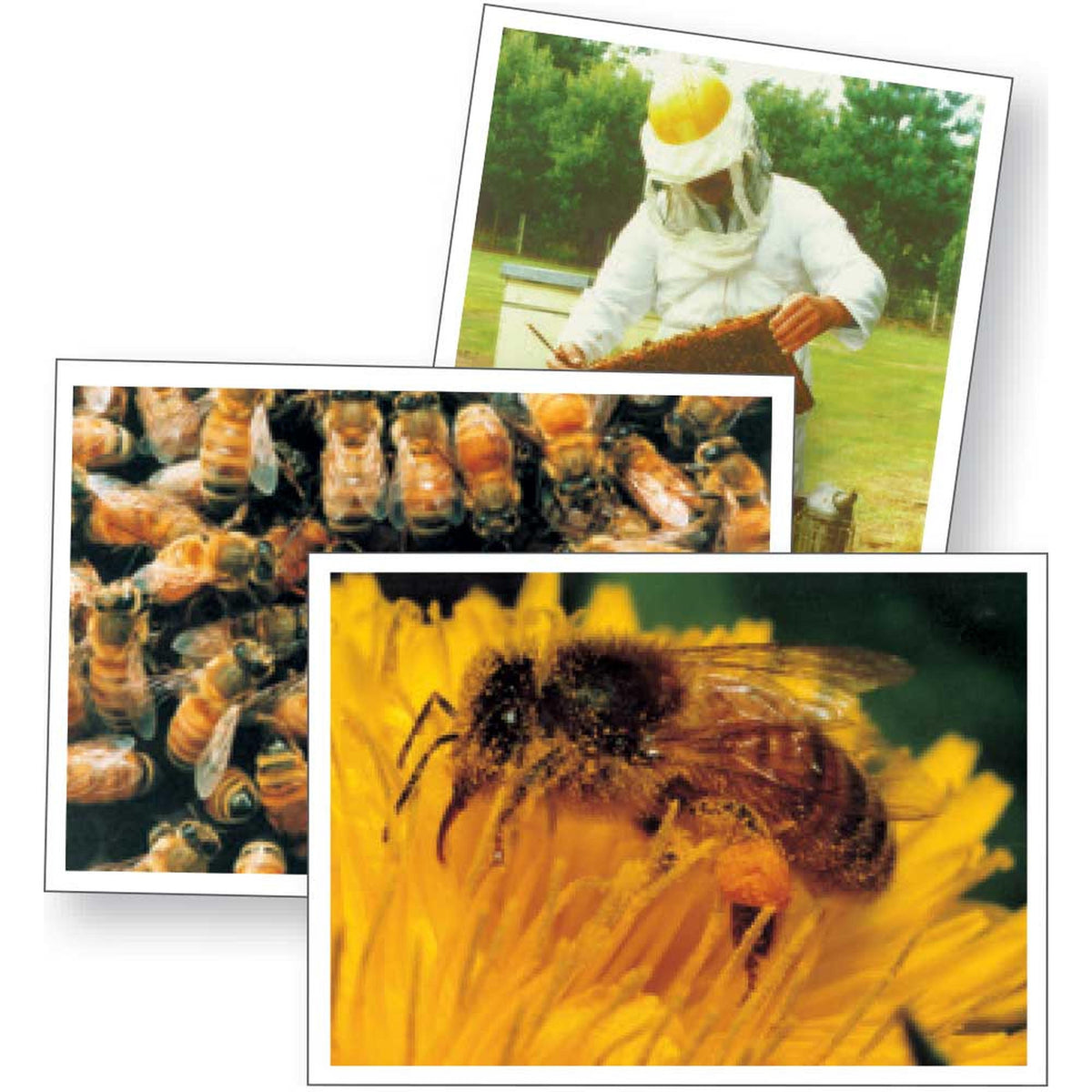 Beekeeping – Science Resource Box