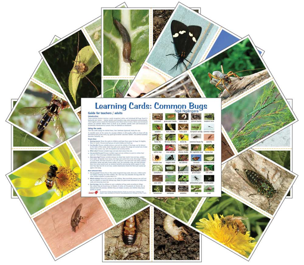 Insects And Bugs Chart