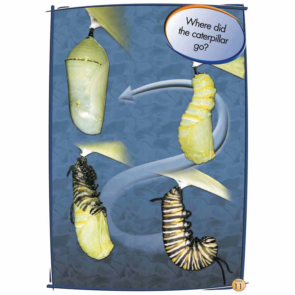 Flutterby butterfly (A5 book) – Science Resource Box