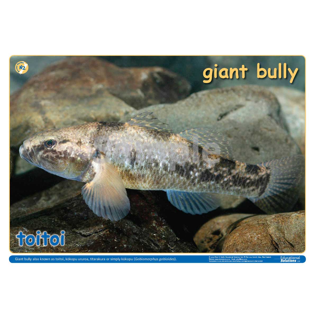 NZ Native Freshwater Fish 2 DIGITAL FILE – Science Resource Box