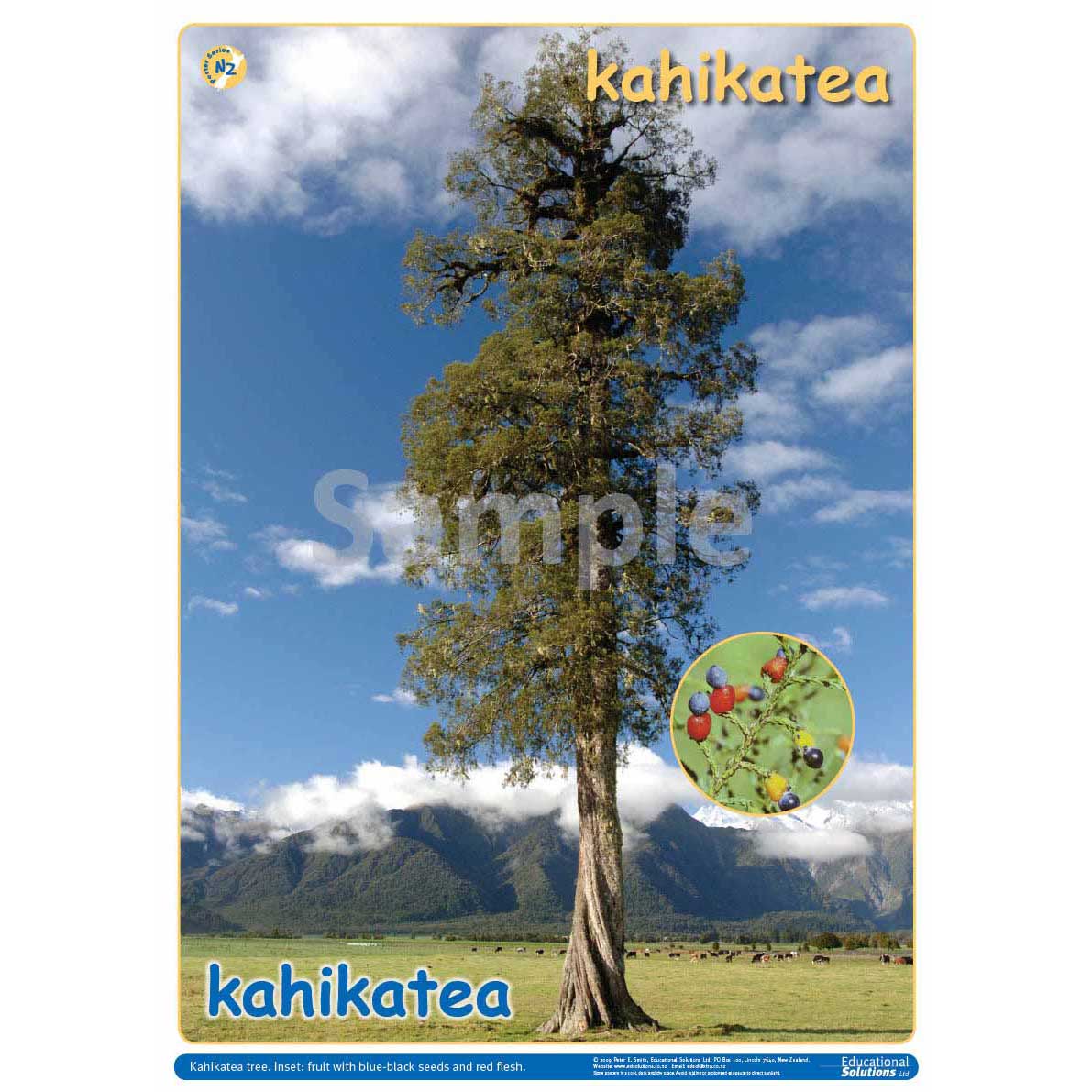 NZ Native Trees 1 DIGITAL FILE – Science Resource Box
