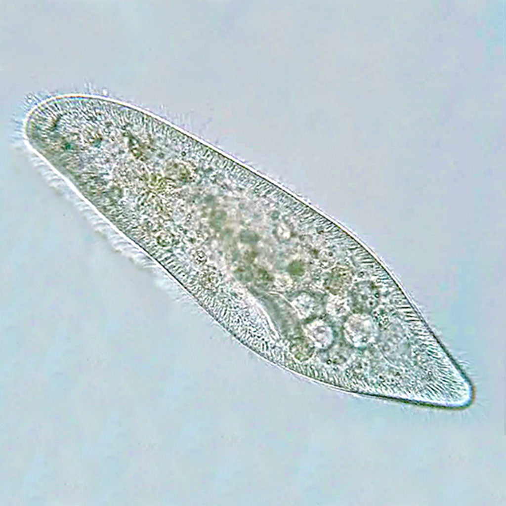 Paramecium Under Microscope Labeled The Natural Habitation And