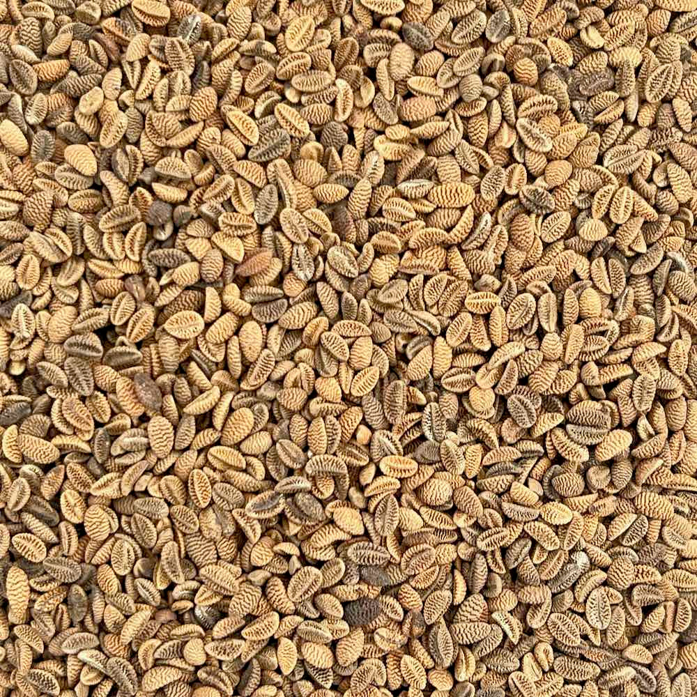Phacelia seed – Science Resource Box