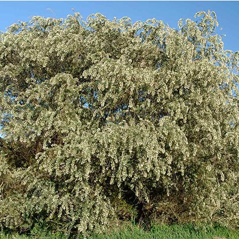 Tree lucerne seeds (NCEA Level 2 Bio, AS 2.3) – Science Resource Box