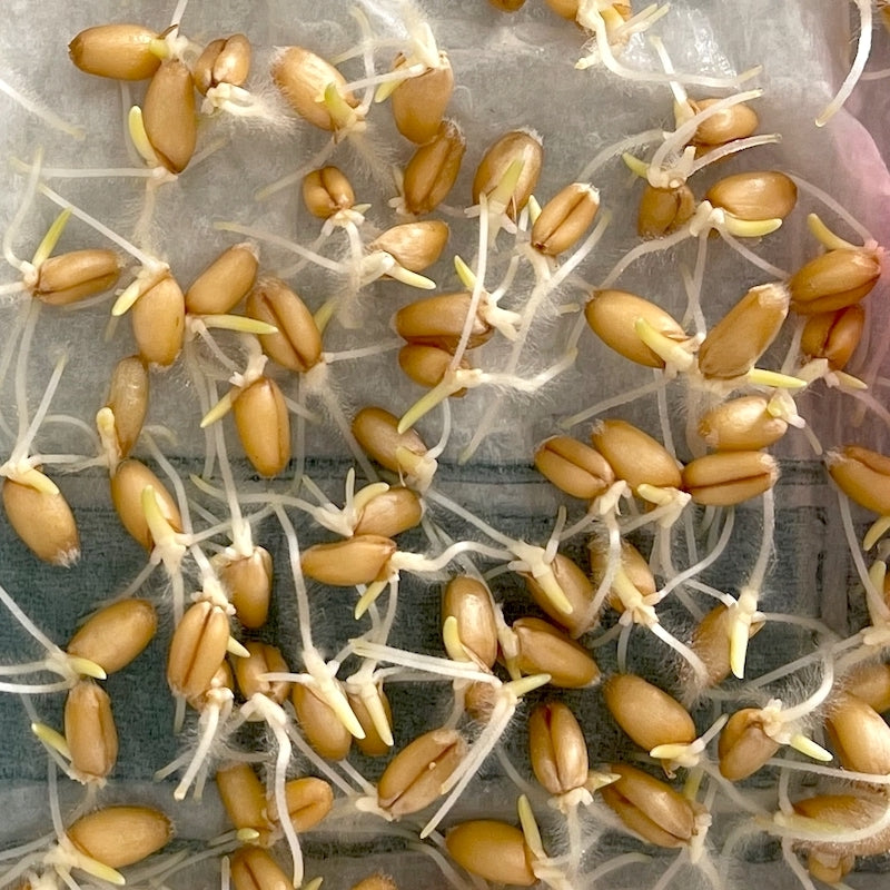 Wheat seeds – Science Resource Box